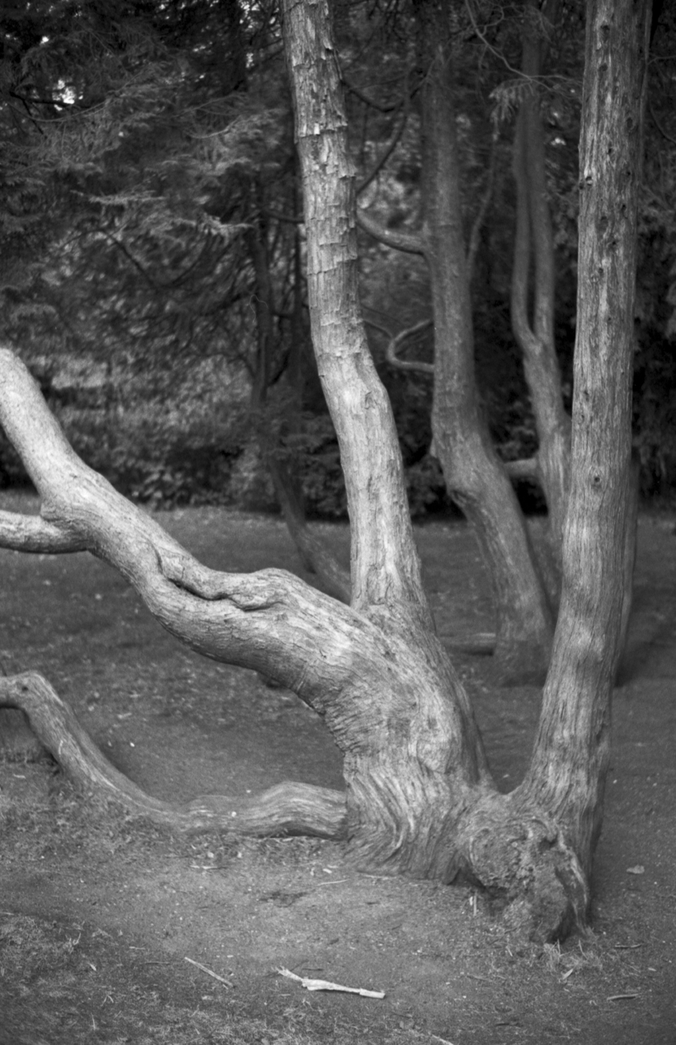 52 photographs (2018) #43: Mysterious trees – The insoluble pancake